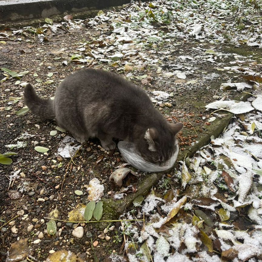 Бросили Шотландскую принцессу