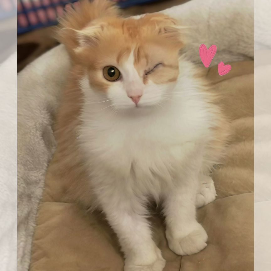 Котёнок в добрые руки