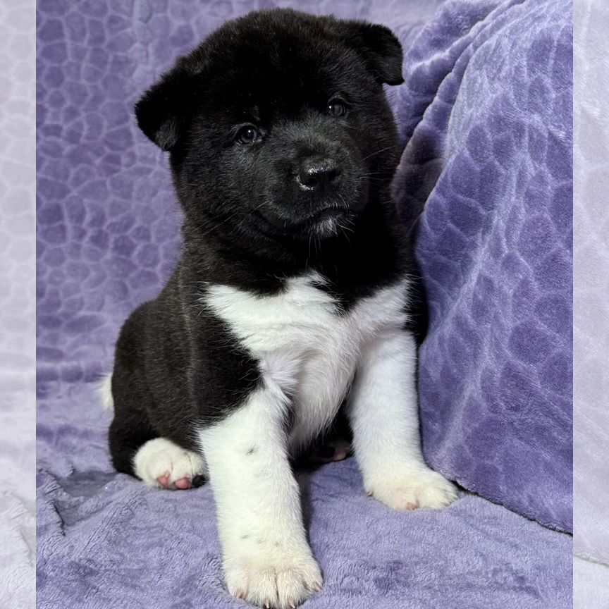 Американская акита, щенок