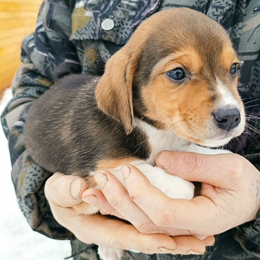 Эстонская гончая щенки