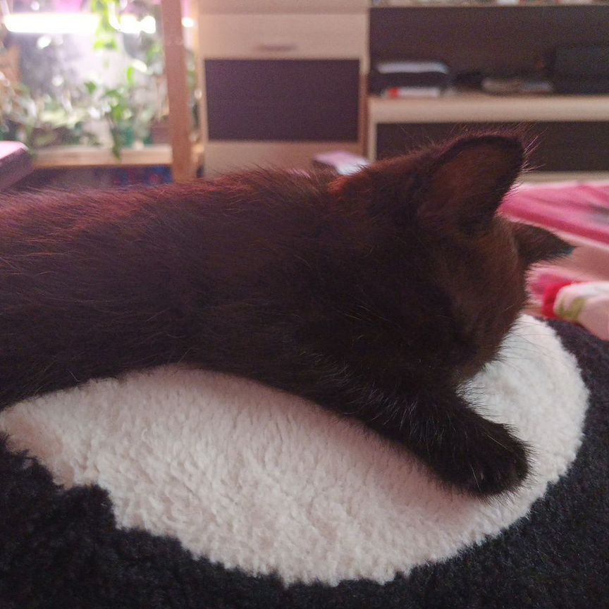 Котенок мальчик бесплатно в добрые руки