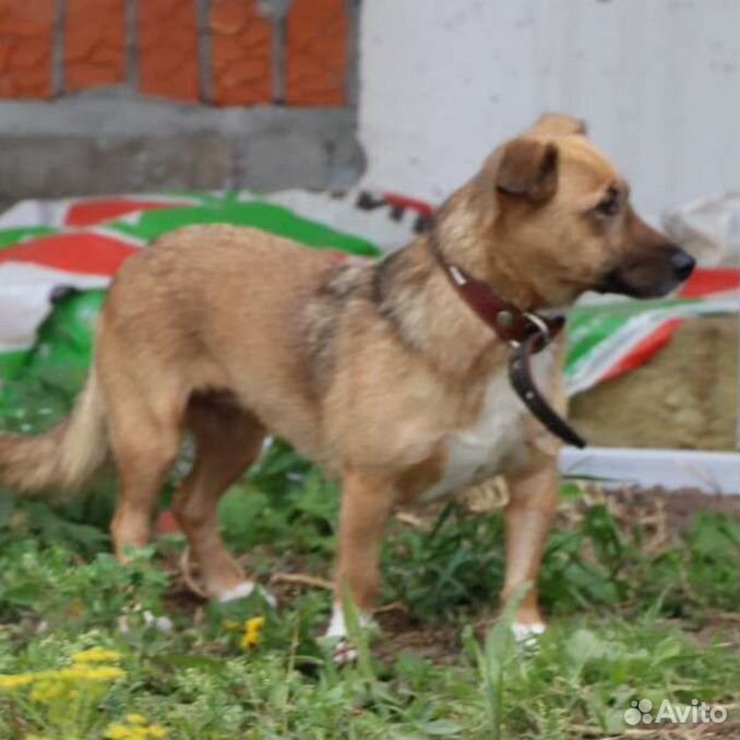 Нашли собачку