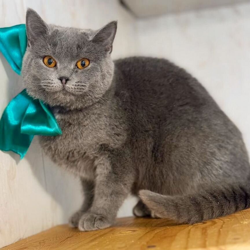 Кошечка Алиса очень ждёт тебя