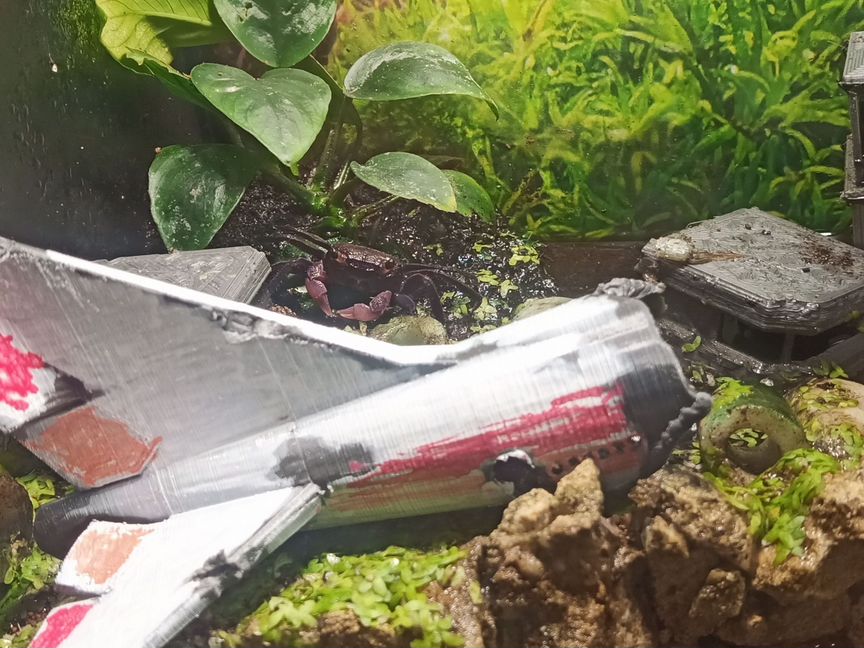 Краб вампир