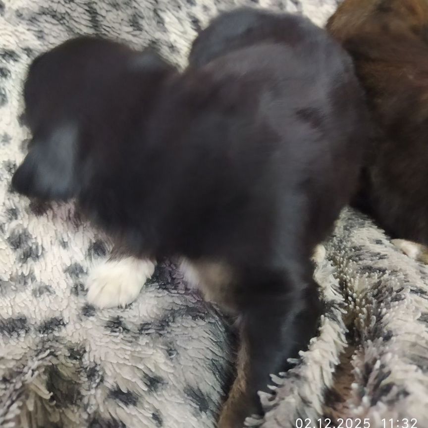 Тибетский мастиф, щенок