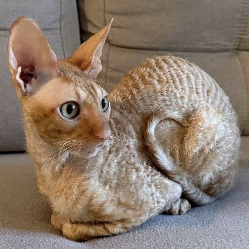 Корниш-рекс, взрослый кот