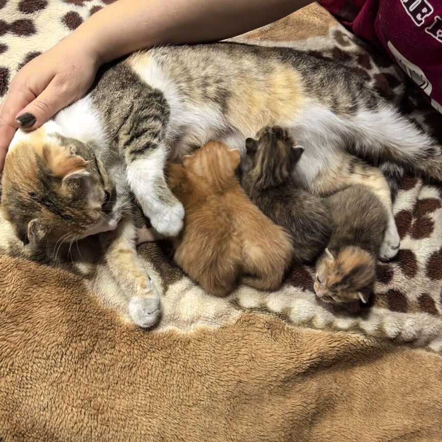 Котята в добрые руки