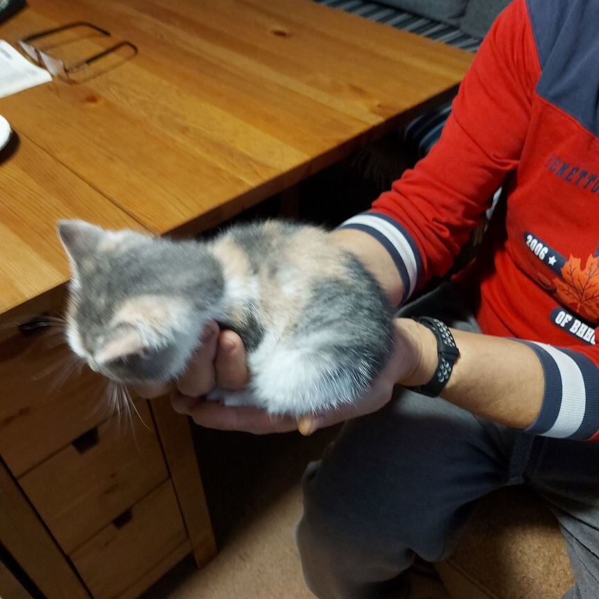 Трехшерстные котята