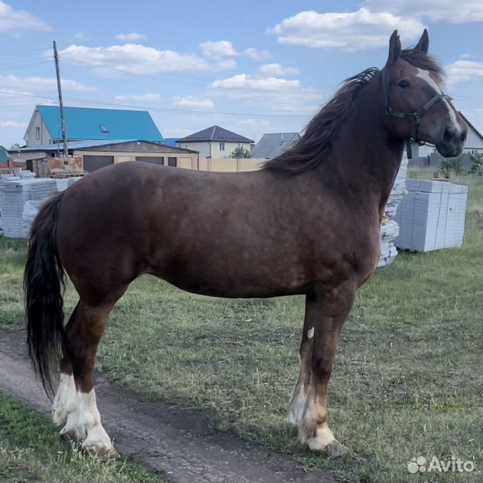 Продается шикарных Кобыл