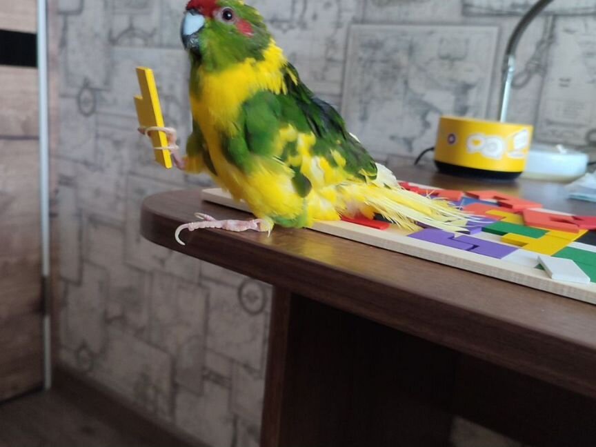 Попугай какарик