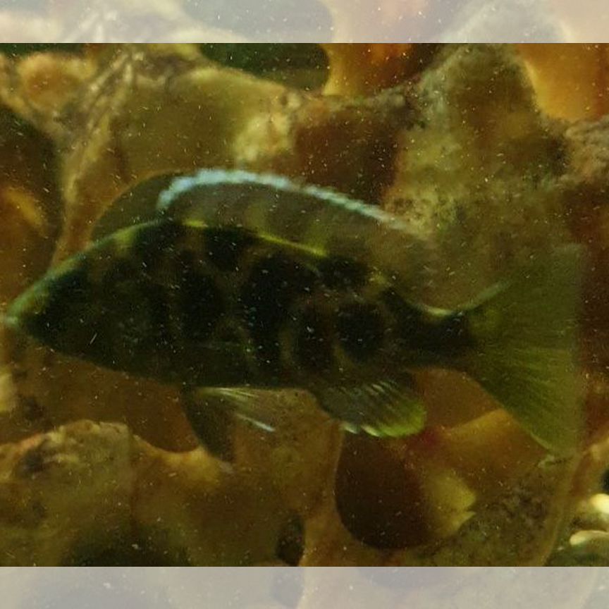 Аквариумные рыбки