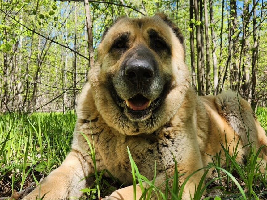 Собака алабай