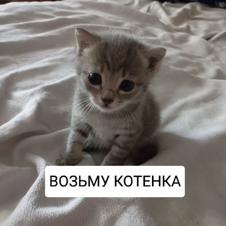 Возьму котенка мальчика