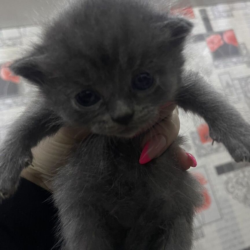 Котята в добрые руки бесплатно