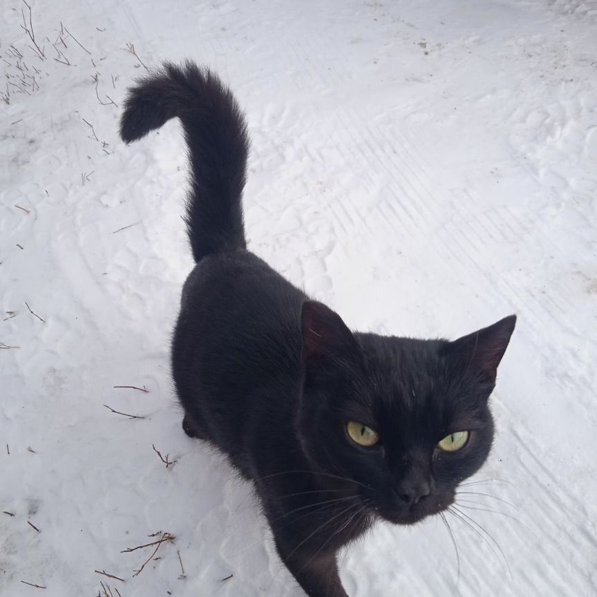 Кошки в добрые руки