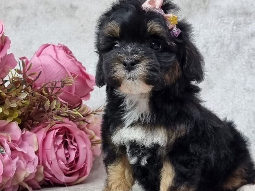 Mini мальтипу ф1 корея