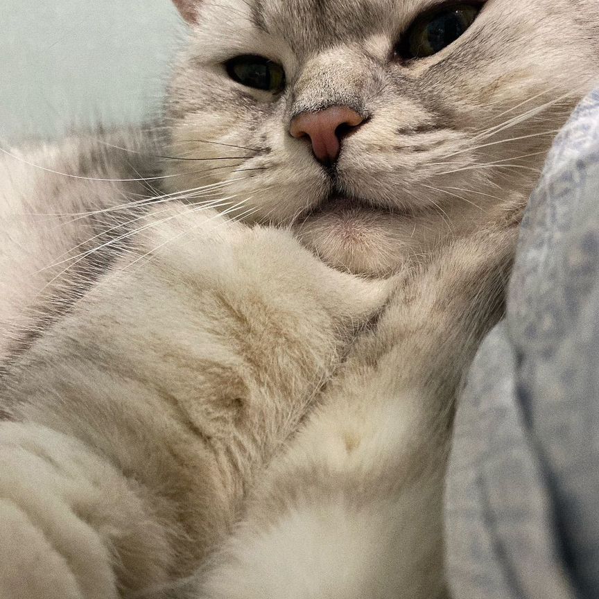 Отдам кота в добрые руки