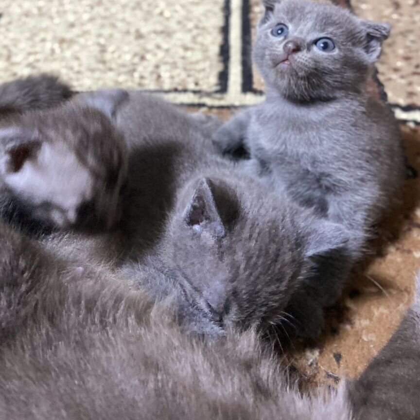 Вислоухие котята бесплатно