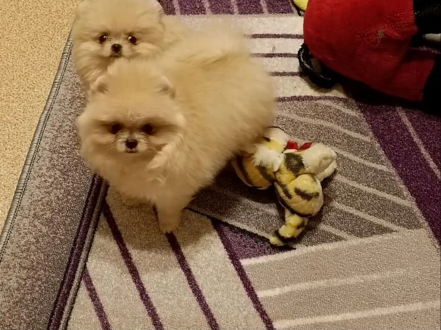 Померанский шпиц. Медвежатки