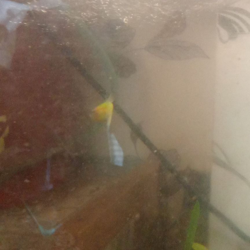 Теренция последняя