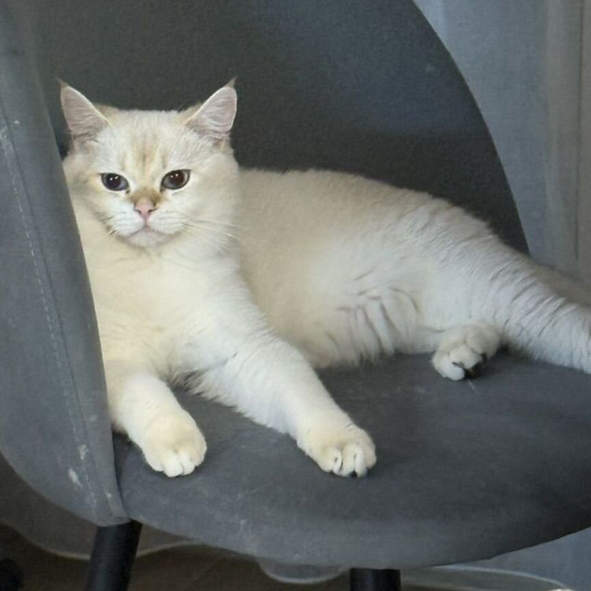 Британский короткошёрстный котёнок