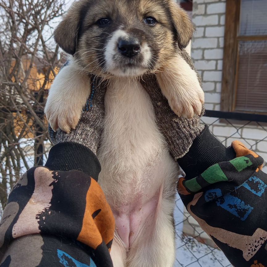 Щенки девочки