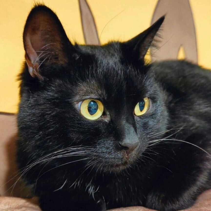 Ладушка ждёт укотовителей