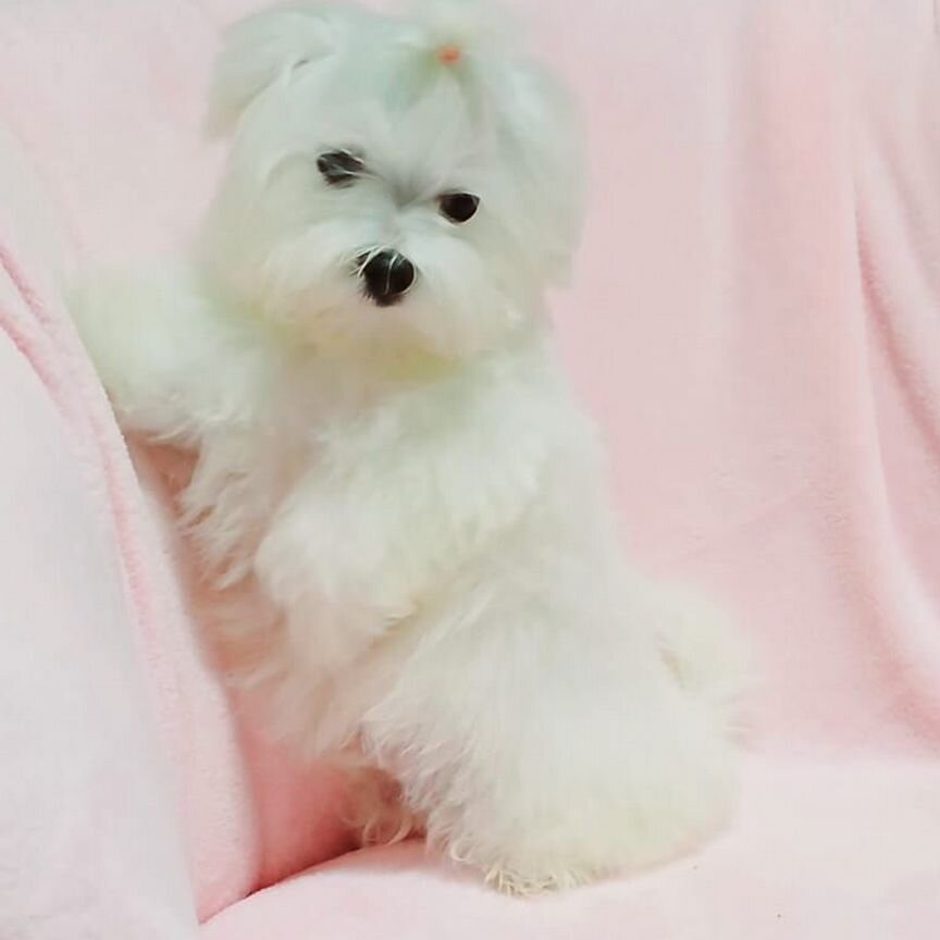 Щенок мальтезе мини