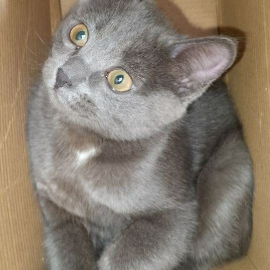 Котёнок русская голубая