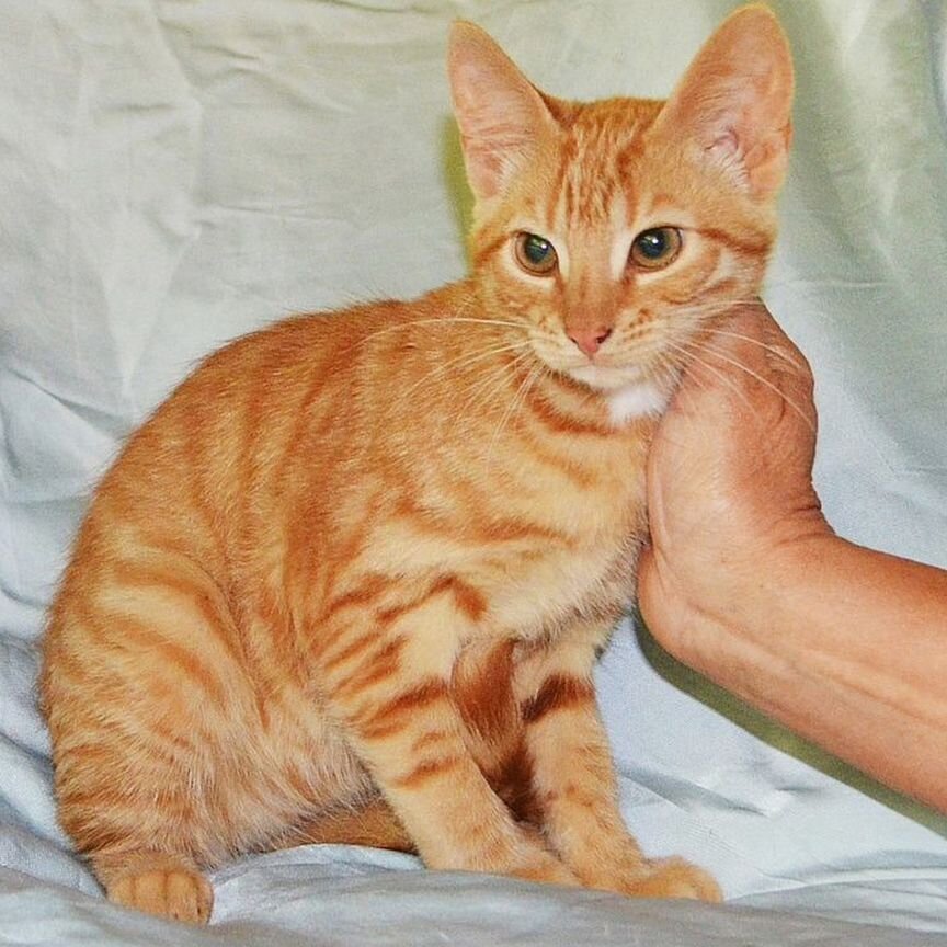 Рыжая малышка