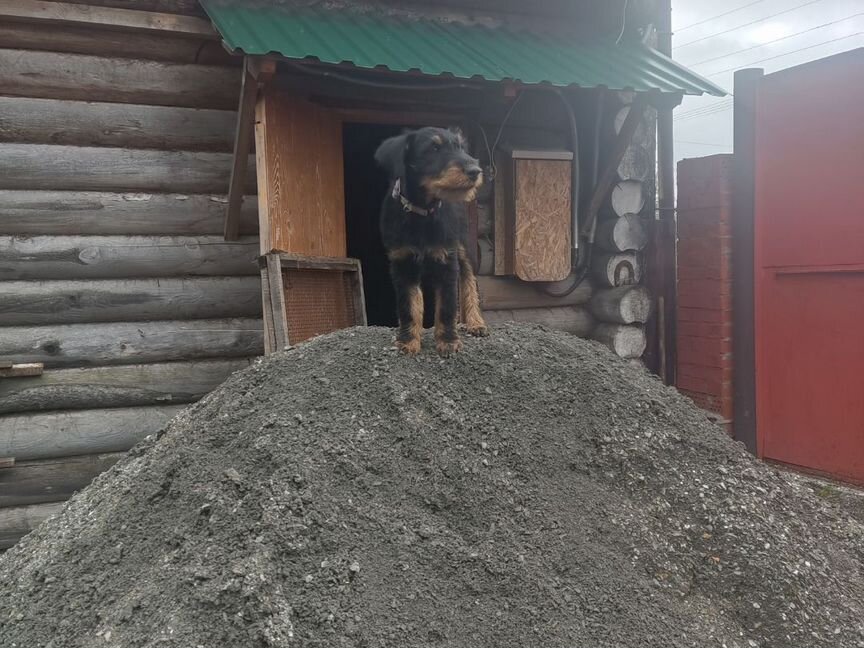 Щенок Ягдтерьер