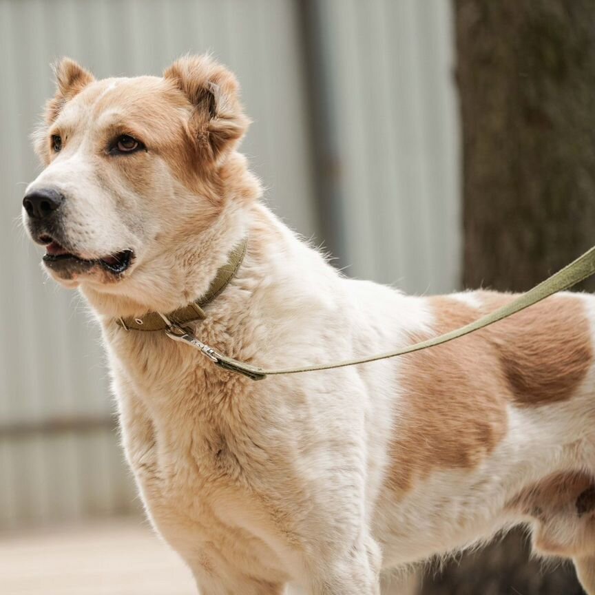 Среднеазиатская овчарка, щенок