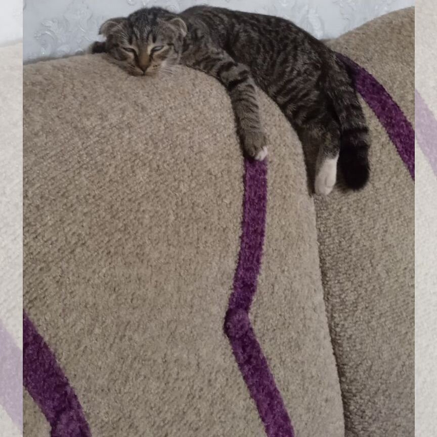 Шотландский вислоухий короткошёрстный котёнок