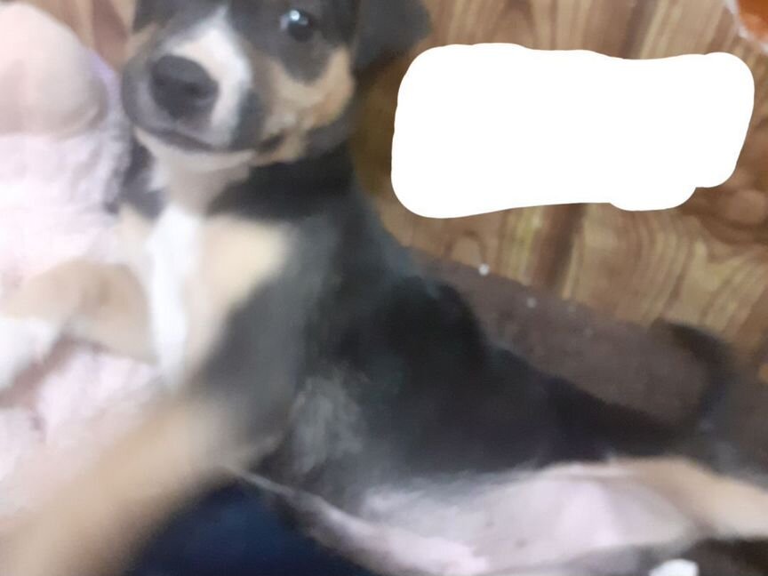 Потерялись собаки щенок и собака