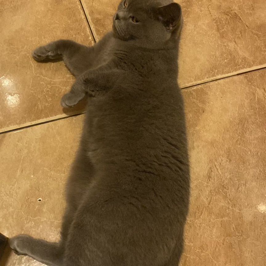 Шотландская кошка