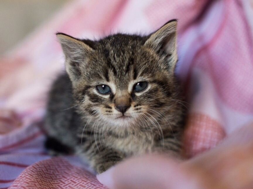 Котята домашние
