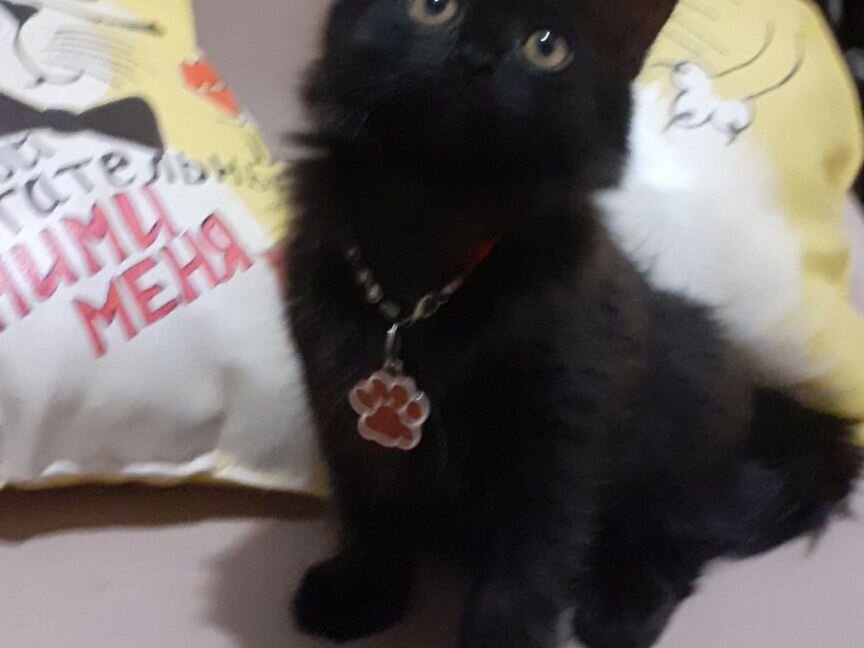 Ангорский котенок в дар