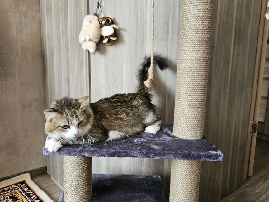 Когтеточка для кошек