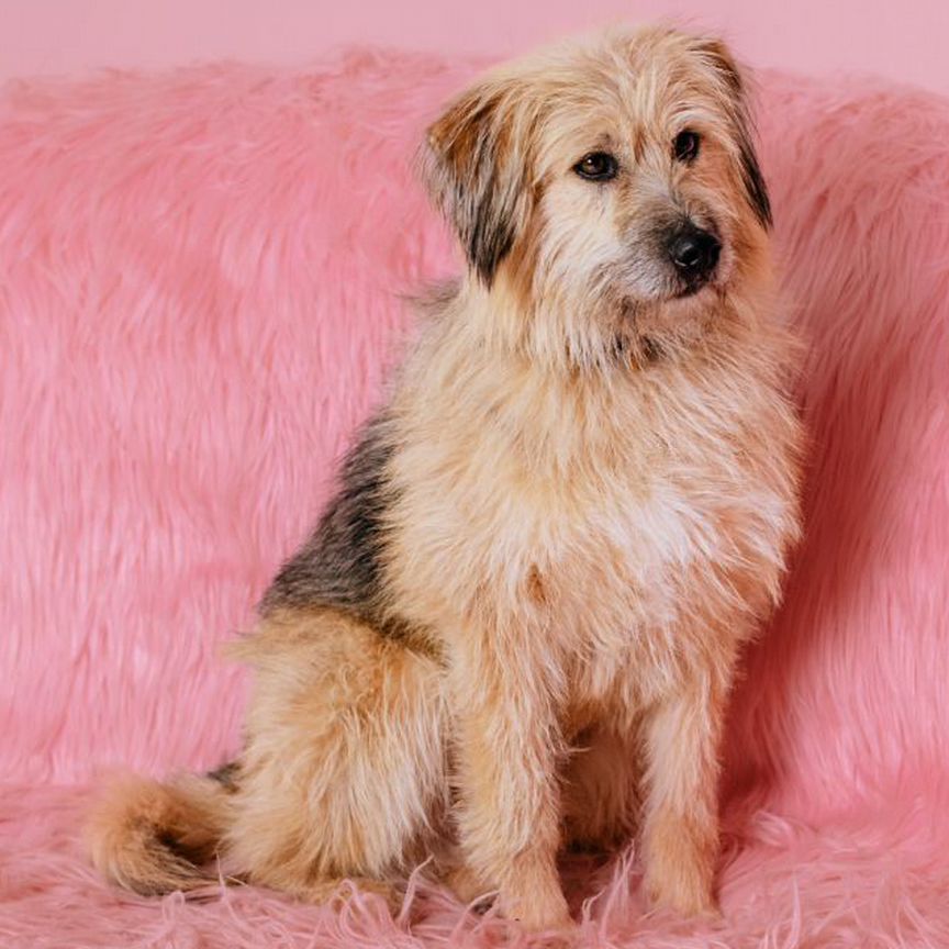 Взрослый пёс в добрые руки