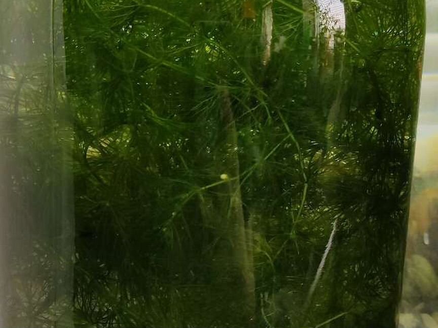 Аквариумные растения