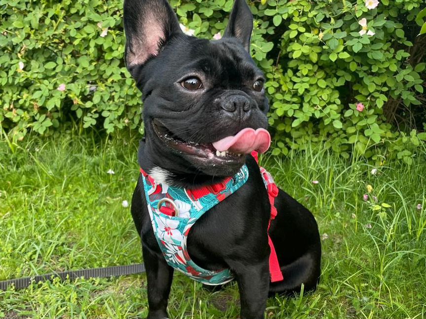 Вязка Французский бульдог кабель