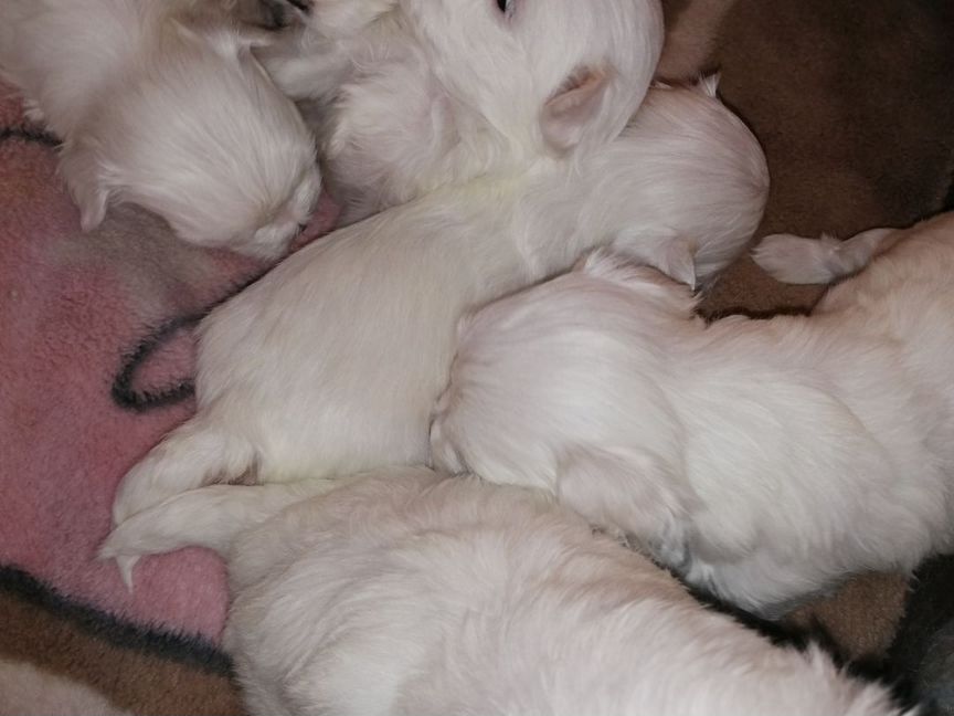 Щенки мальтийской болонки mini