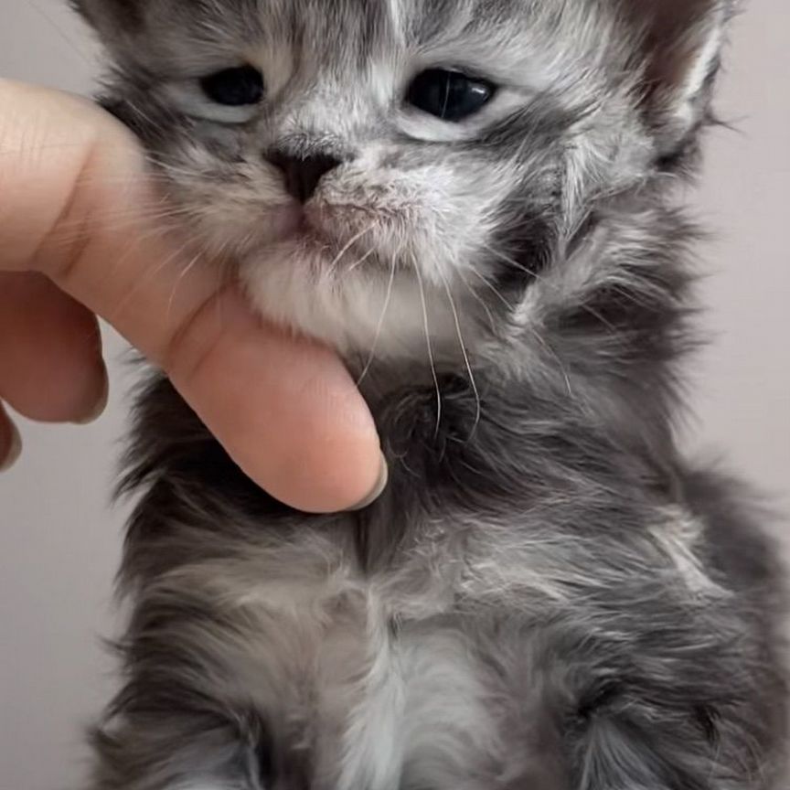 Котята мейн-кун