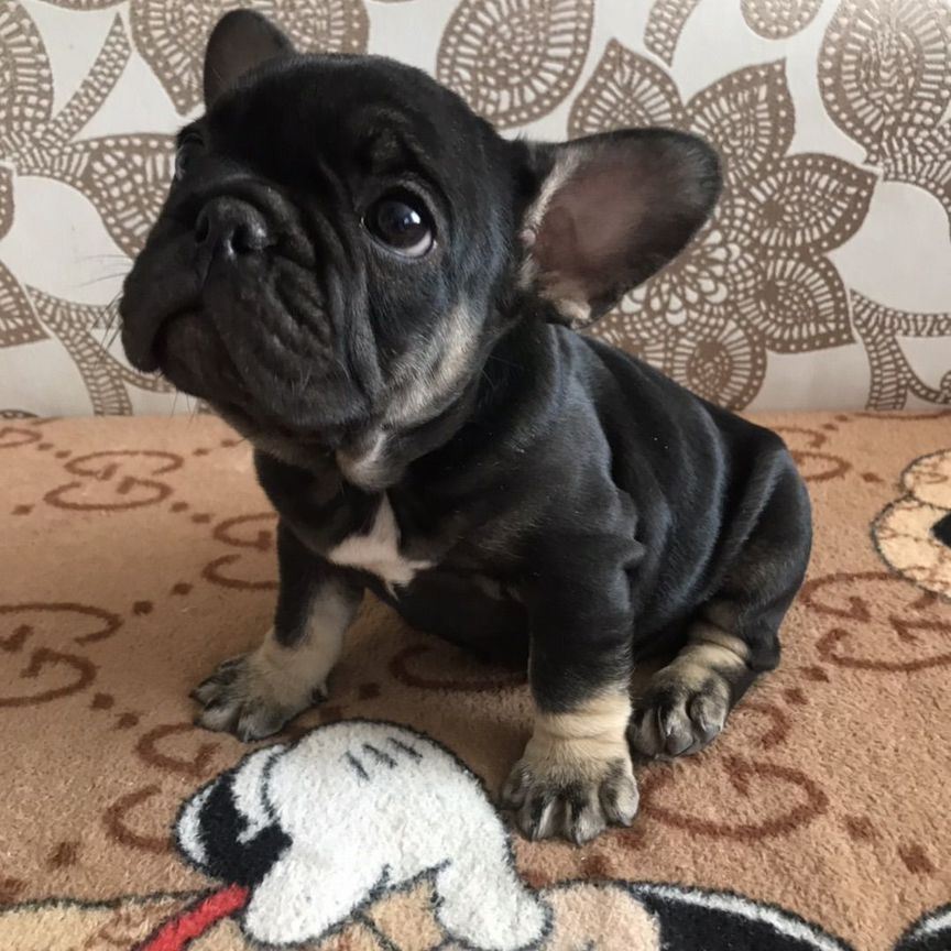 Французский бульдог