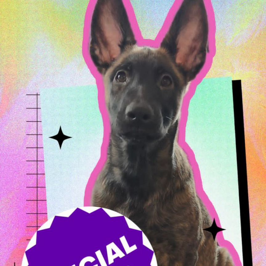 Голландская овчарка/хердер