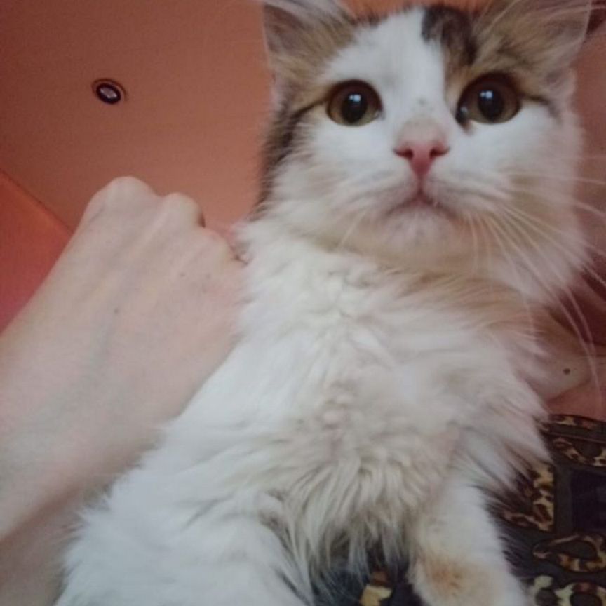 Котята в добрые руки мальчики