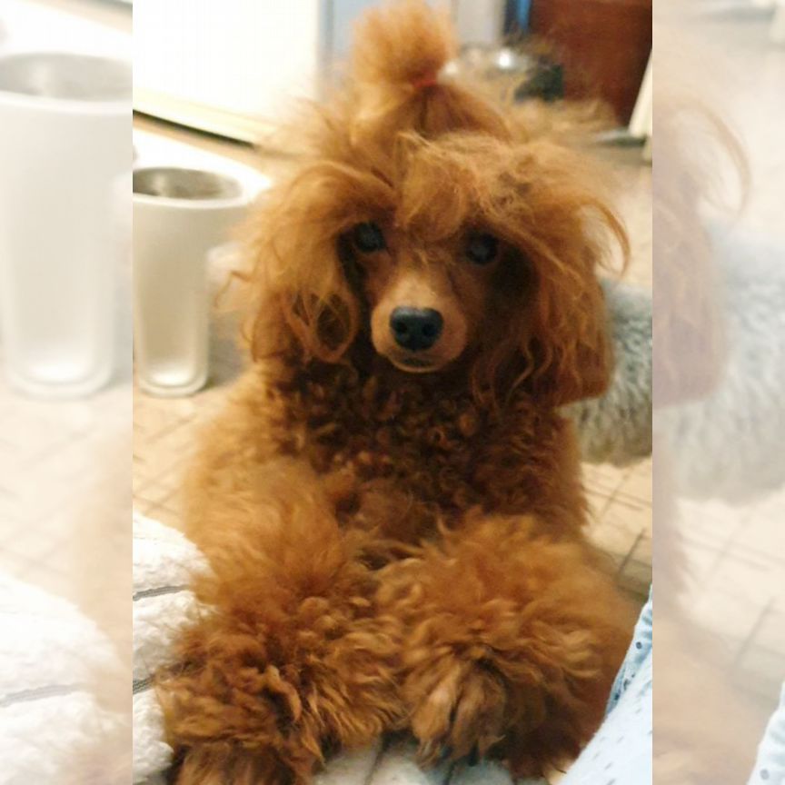 Красный кобель той- пуделя, 23 см, вязка