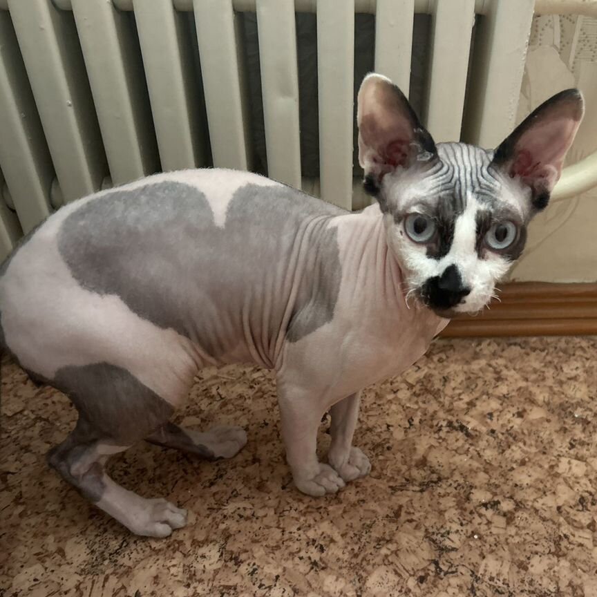 Канадский сфинкс котёнок