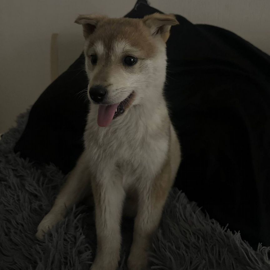 Лайка, щенок