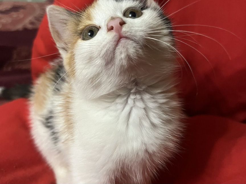 Котята